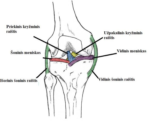 Kineziterapijos Klinika Kaune - Kelio sąnario nestabilumas